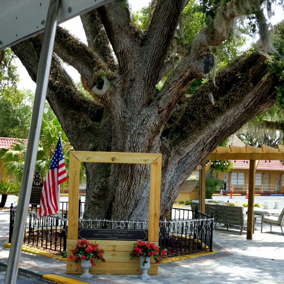 Old Senator Tree (St. Augustine) – Neko Random