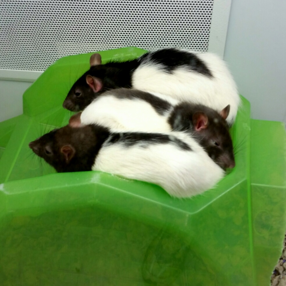 Sleeping Rats at Petco – Neko Random