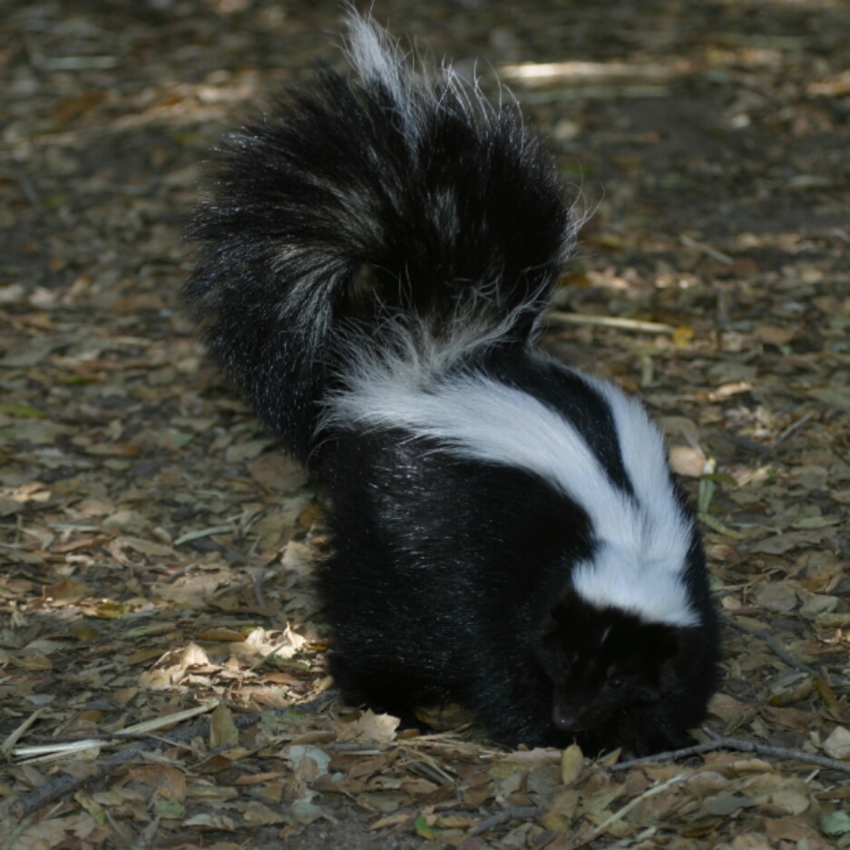 Fun Fact: Skunks versus Snakes – Neko Random