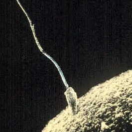 Fun Fact: Smallest Human Cell – Neko Random