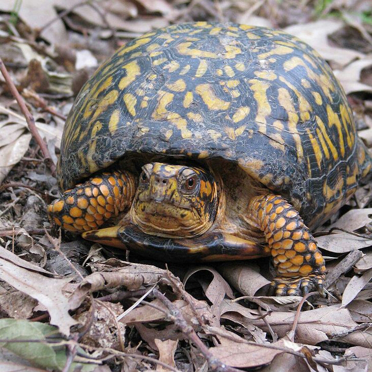 Fun Fact: Steve Irwin’s Turtle – Neko Random