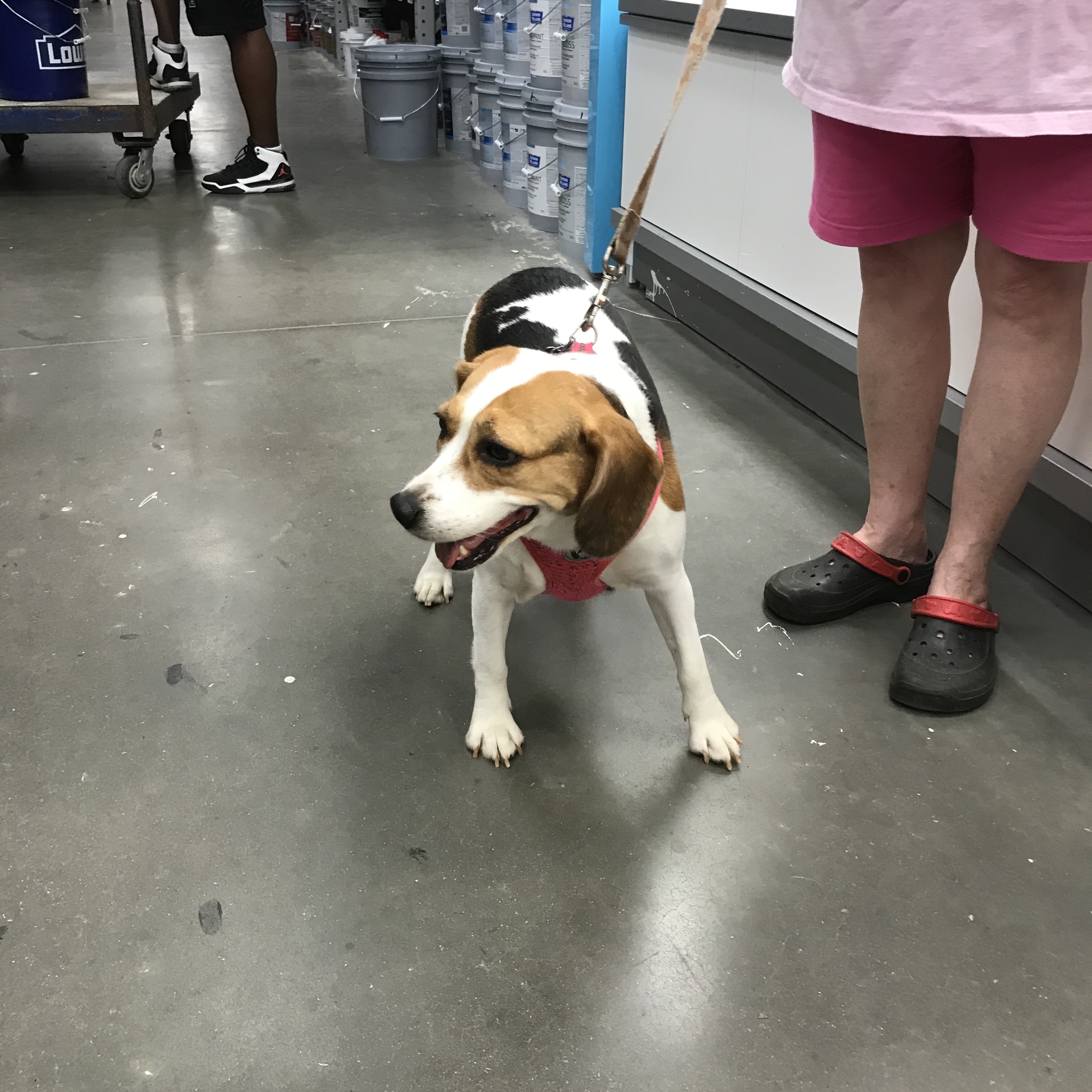 Daisy Mae the Beagle – Neko Random