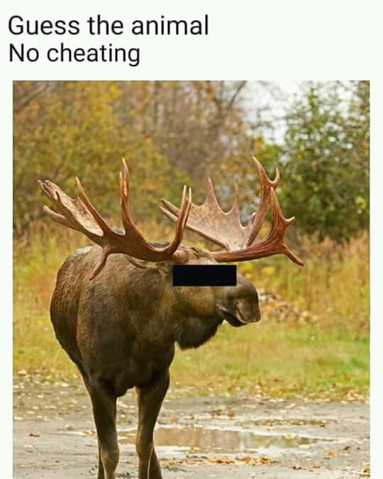 Moose meme.jpg – Neko Random