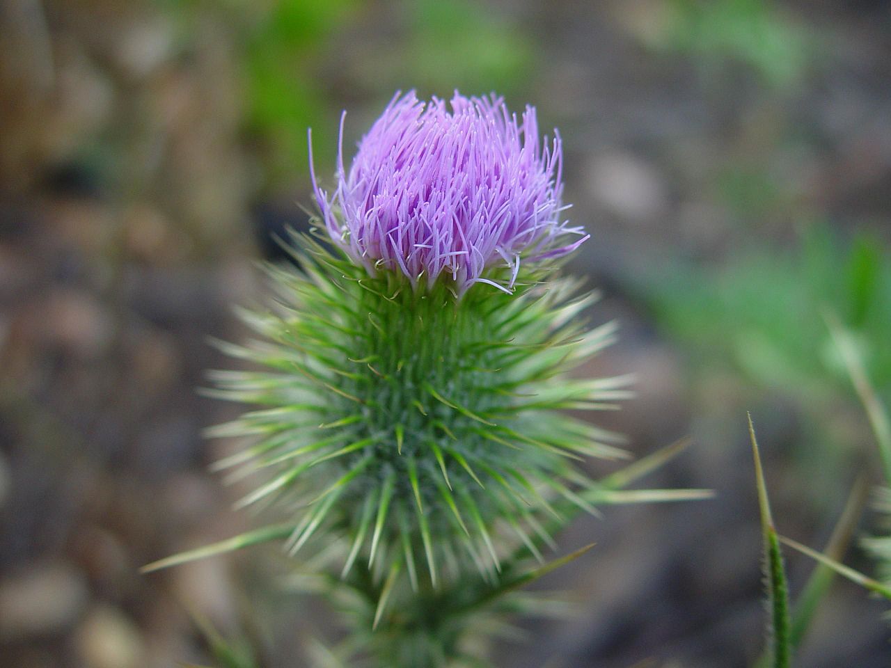 Fun Fact: National Flower of Scotland – Neko Random