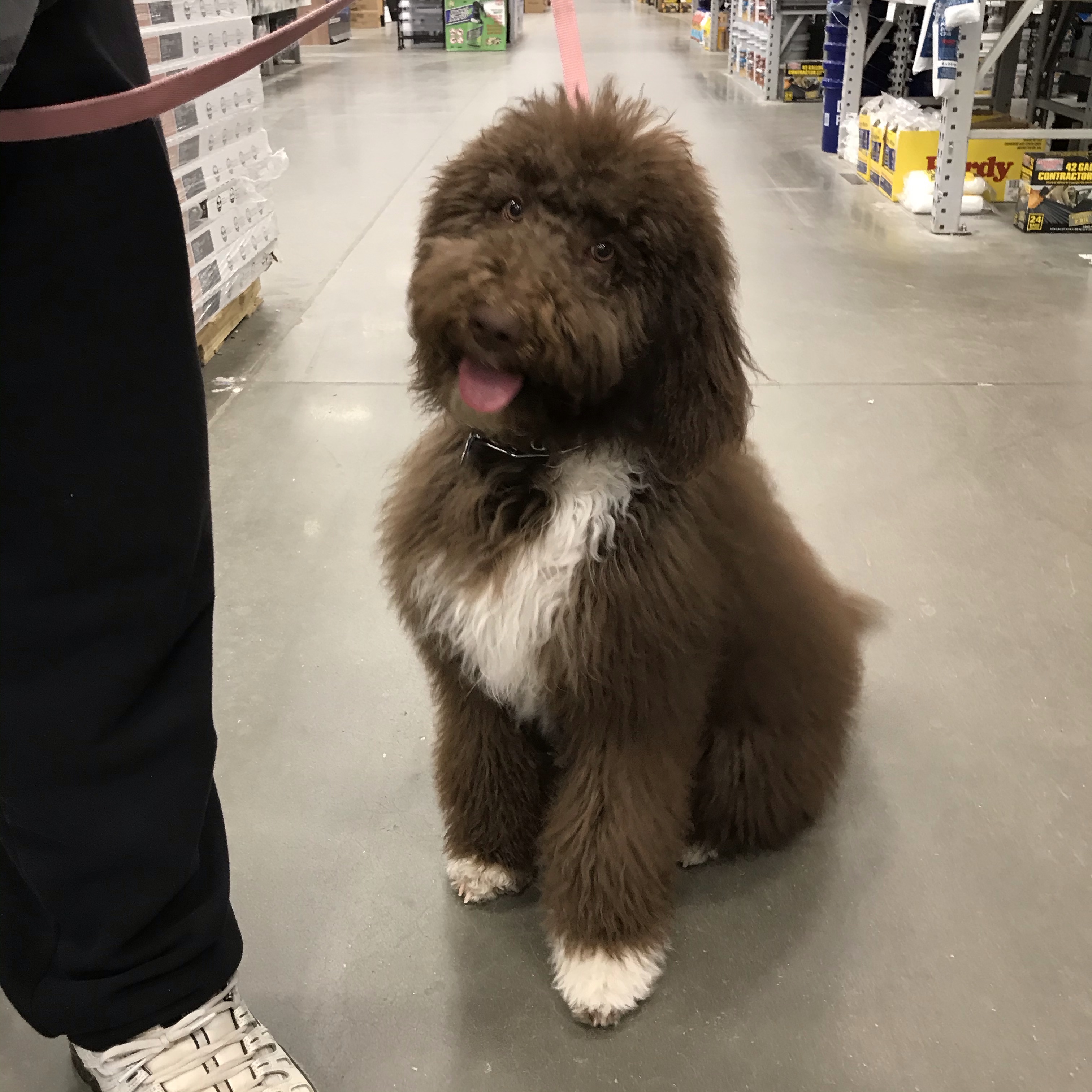 Coco The Dog – Neko Random