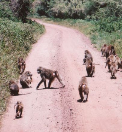 Fun Fact: Baboon Enemies – Neko Random