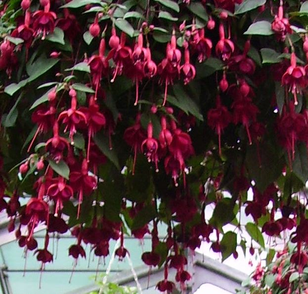 Fun Fact: Origin of Fuchsia Flowers – Neko Random