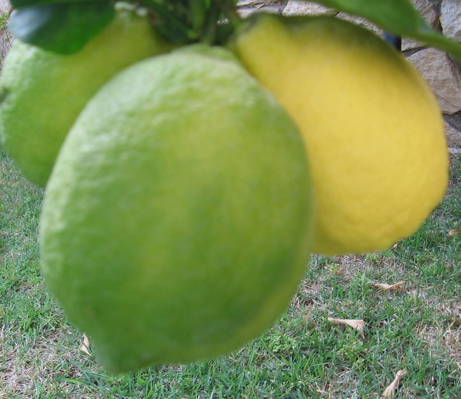 Fun Fact: Lemon Etymology – Neko Random