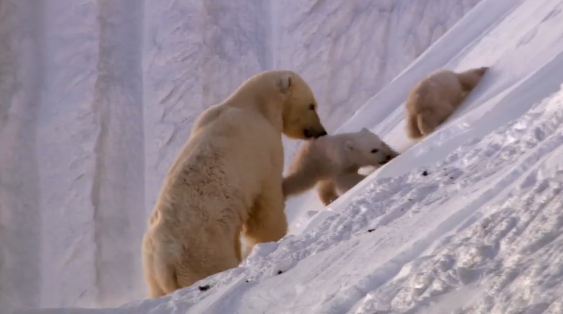 Earth (2007 Film) Review – Neko Random
