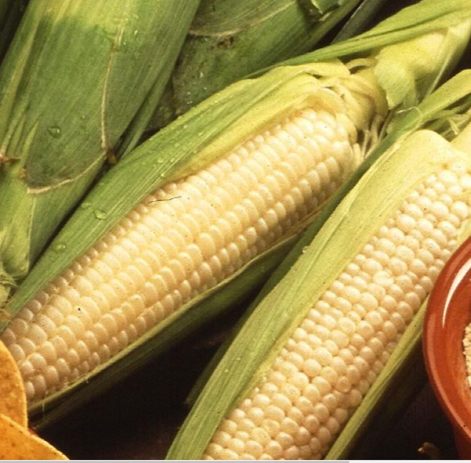 Fun Fact: Do We Digest Corn? – Neko Random