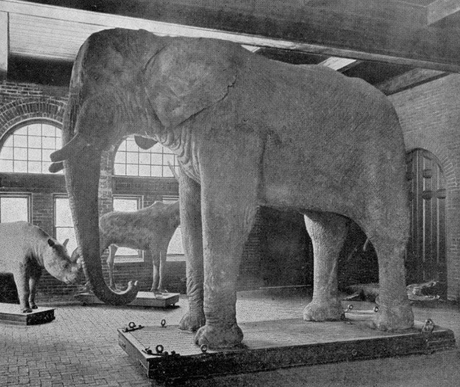 Fun Fact: The Tragic End of Jumbo the Elephant – Neko Random