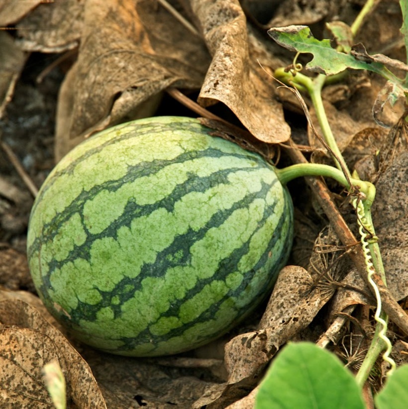 Fun Fact: First Watermelon – Neko Random