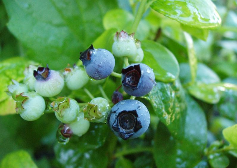 Fun Fact: What Native Americans Called Blueberries – Neko Random