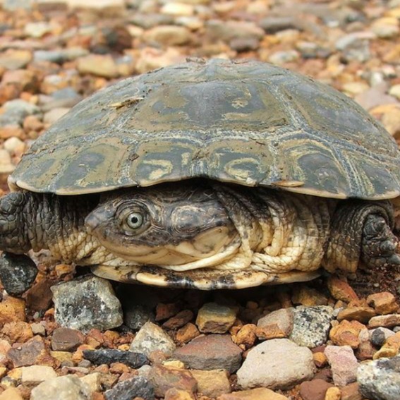 Fun Fact: How Long Turtles Have Existed – Neko Random