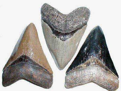 Fun Fact: Ancient Uses For Shark Teeth – Neko Random