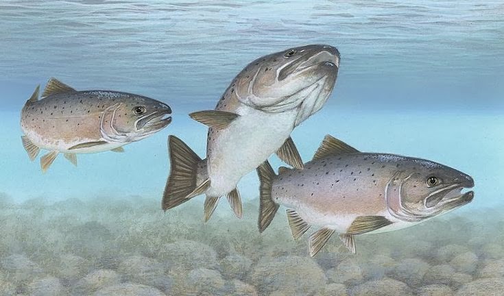 Fun Fact: Salmon Returning To the Place They Were Born – Neko Random