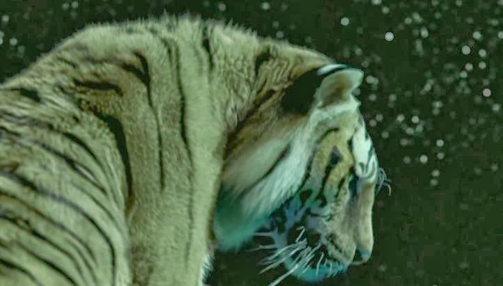 Life of Pi (2012 Film) Review – Neko Random