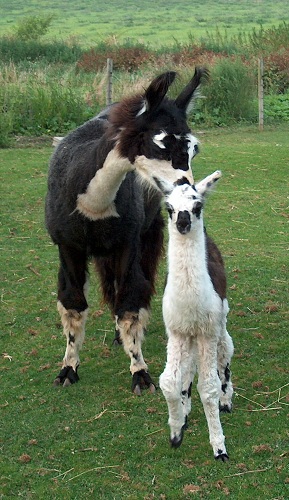 Fun Fact: A Golf Course With Llamas For Caddies – Neko Random