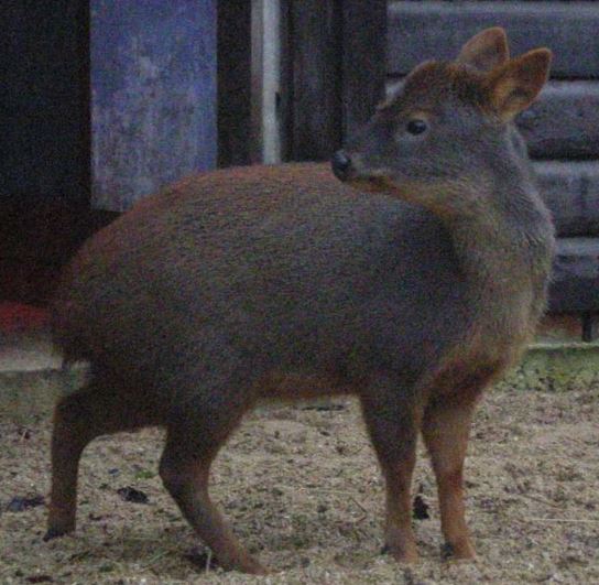 Fun Fact: Smallest Deer in the World – Neko Random