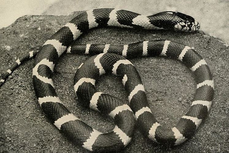 Fun Fact: Kingsnake – Neko Random