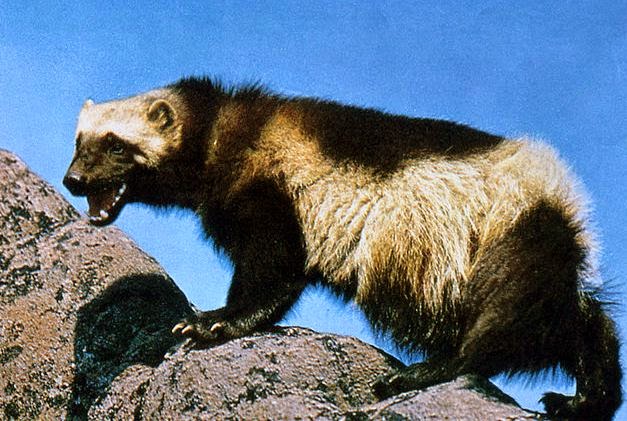 Fun Fact: The Irony of the Wolverine State – Neko Random