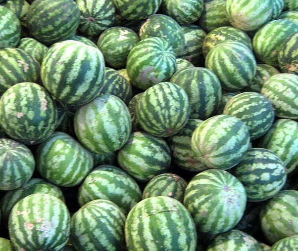 Fun Fact: The State Dumb Enough To Make Watermelon The Official ...