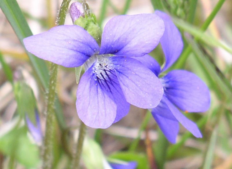 Fun Fact: February Etymology – Neko Random