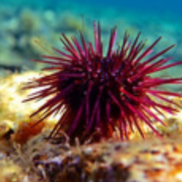 Fun Fact: Ocean Hedgehogs – Neko Random