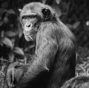 (Not So) Fun Fact: Human Chimpanzee Hybrid Experiment - Neko Random