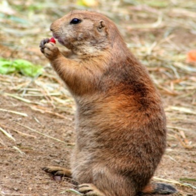 (Not So) Fun Fact: Bubonic Plague and Prairie Dogs – Neko Random