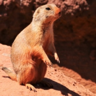 Fun Fact: Cousins of Prairie Dogs – Neko Random