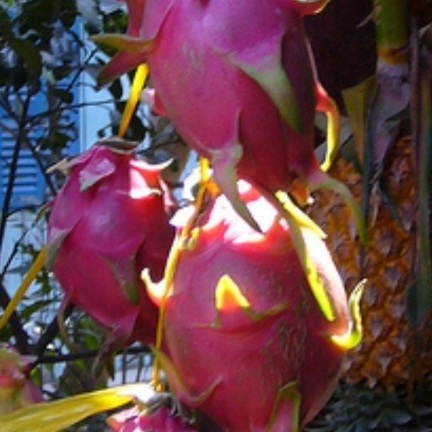 Fun Fact: Dragonfruit Being Used in Makeup – Neko Random