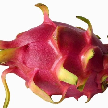 Fun Fact: American Farms For Dragonfruit – Neko Random