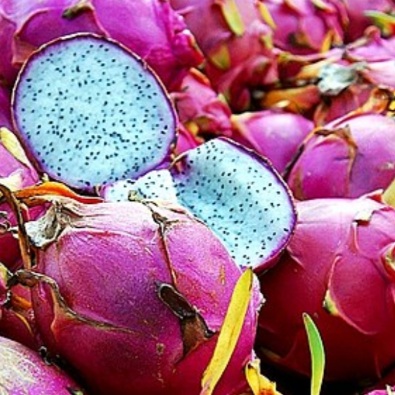 Fun Fact: Dragonfruit and Droughts – Neko Random