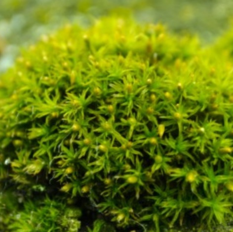 Fun Fact: How Moss Reproduces – Neko Random
