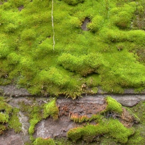 Fun Fact: Moss Bread? – Neko Random