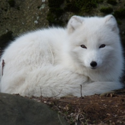 Fun Fact: How Cold Is Too Freezing to Arctic Foxes? – Neko Random