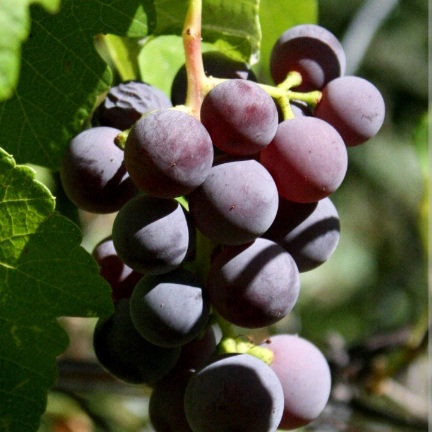 Fun Fact: How Grapes Pollinate – Neko Random