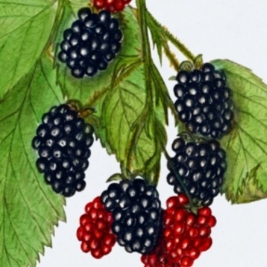 Fun Fact: What Unripe Blackberries Look Like – Neko Random
