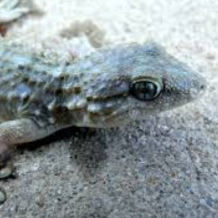 Fun Fact: Gecko Night Vision – Neko Random