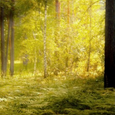 Fun Fact: The First Forest in the World – Neko Random