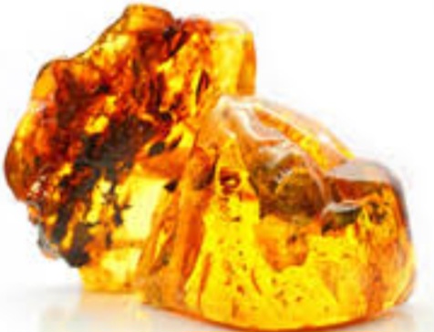 Fun Fact: Amber and Humans – Neko Random