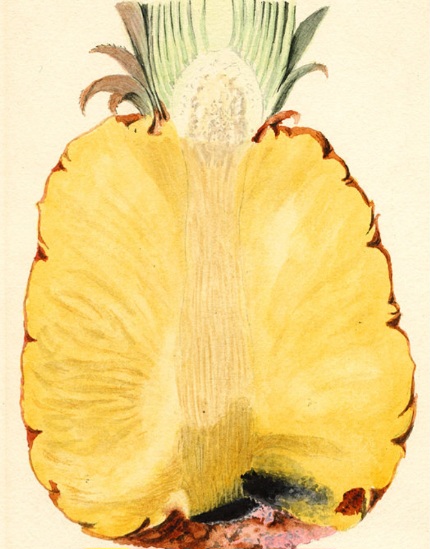 Fun Fact: The Animals That Pollinate Pineapple – Neko Random