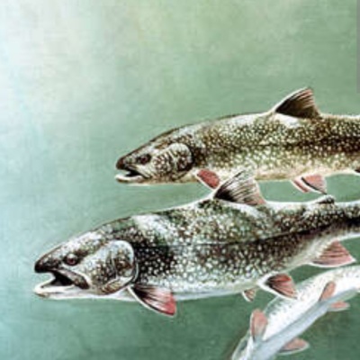 Fun Fact: How Fish Populate Isolated Bodies of Water – Neko Random