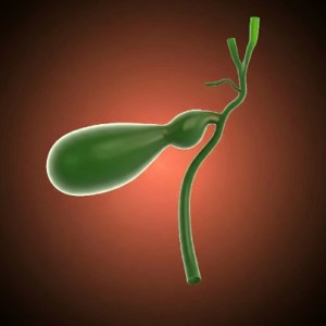 Fun Fact: Gallbladder Location in the Animal Kingdom - Neko Random